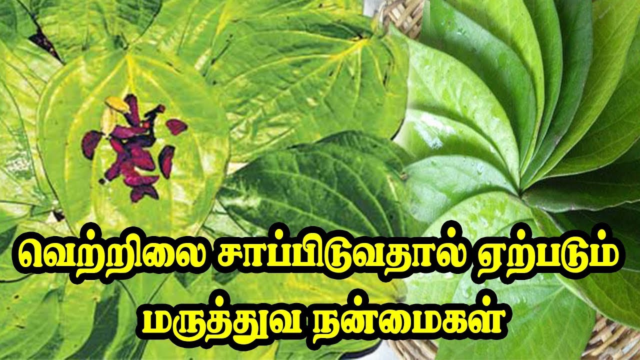 History and Health benefits of Betel Leaves in Tamil / வெற்றிலை வரலாறு ...