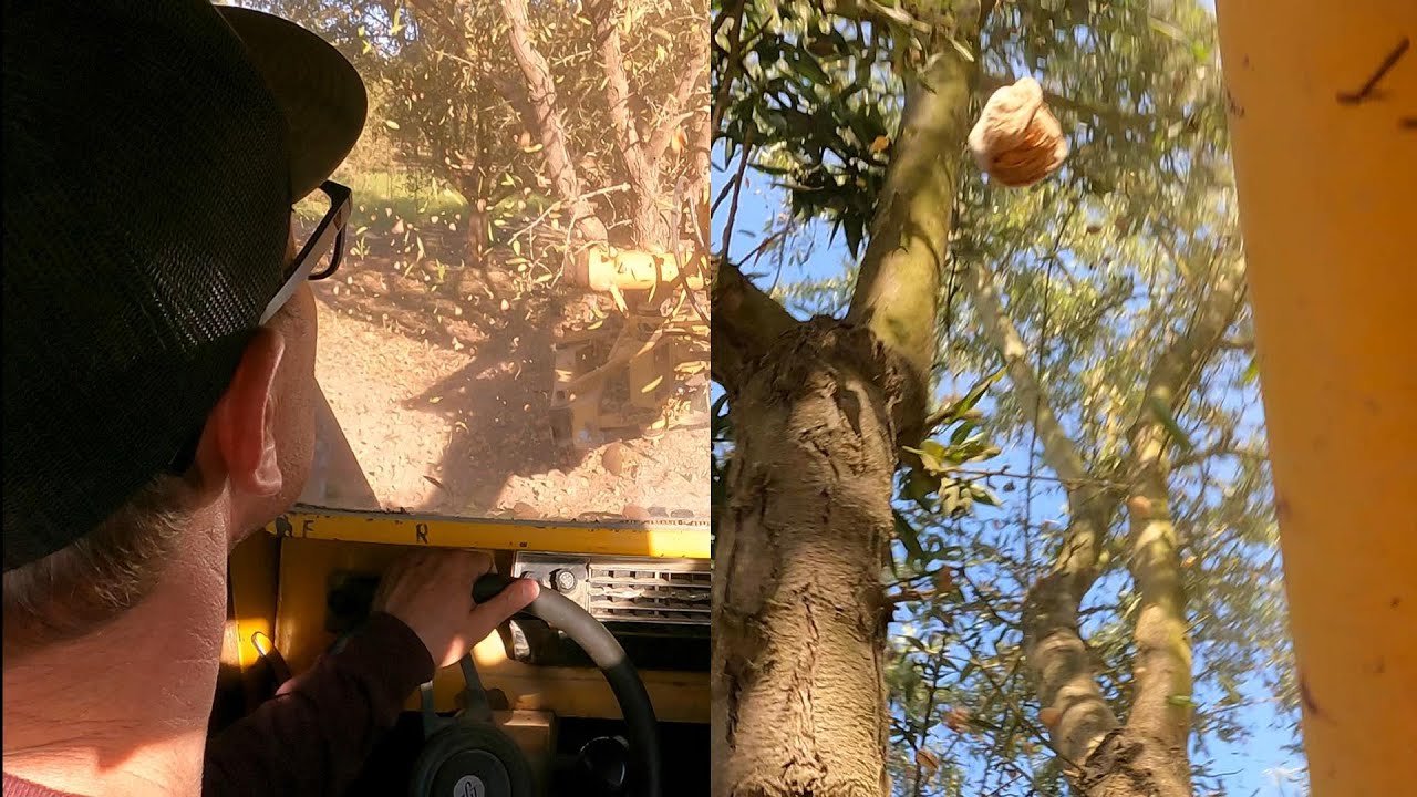 Almond Tree Harvest | Part 1 Shaking | Shaking Almond Trees to harvest ...
