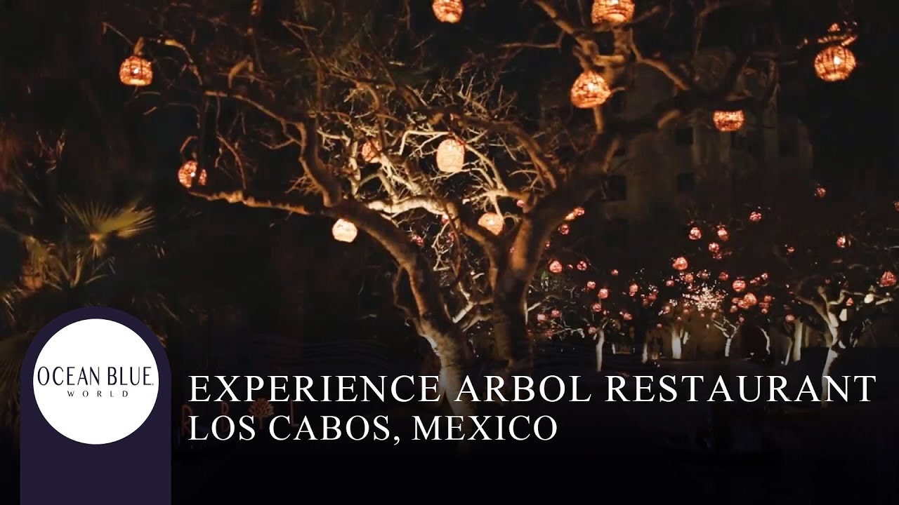 Experience Arbol Restaurant in Los Cabos, Mexico - YouTube