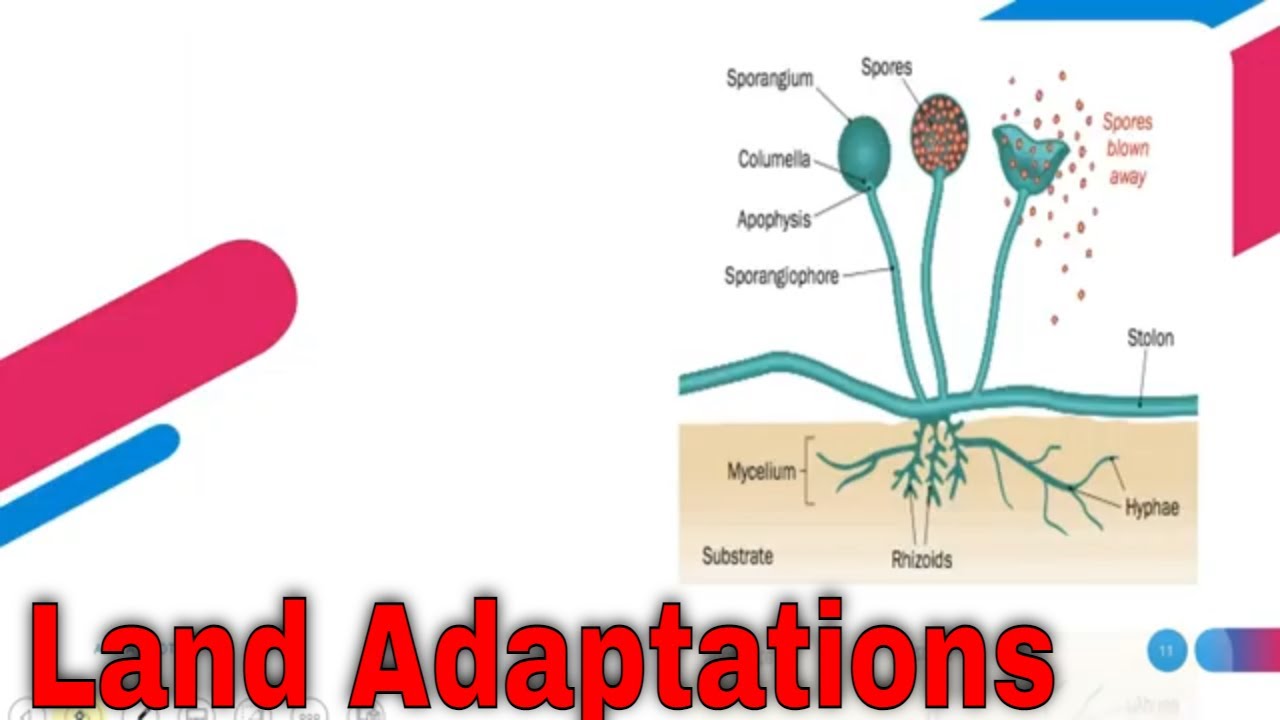 Land Adaptations of Fungi - bio 1st year ch 8 lecture 7 land adaptation ...