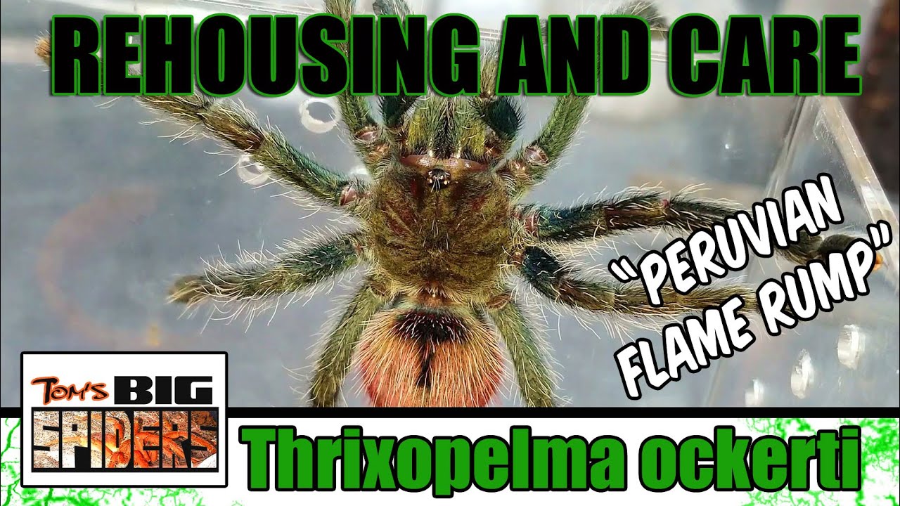Thrixopelma Ockerti "Peruvian Flame Rump" Care and Rehouse - YouTube
