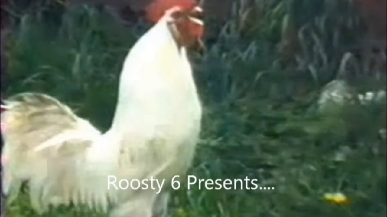 Weasel Killed My Roosters - YouTube