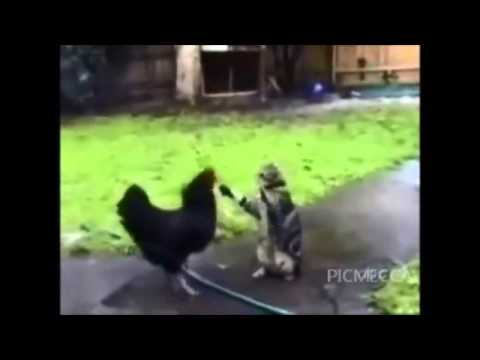 Black cock and pussy video