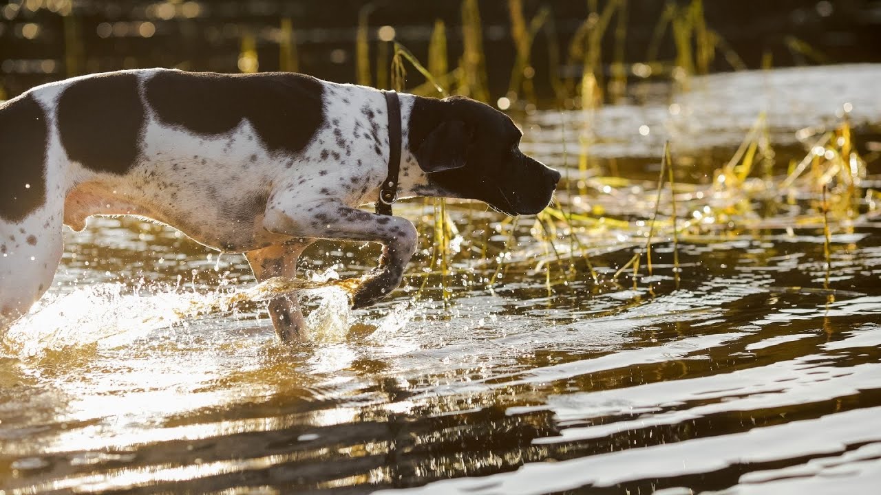 Maintaining Clean Teeth for Your Pointer Dog - YouTube