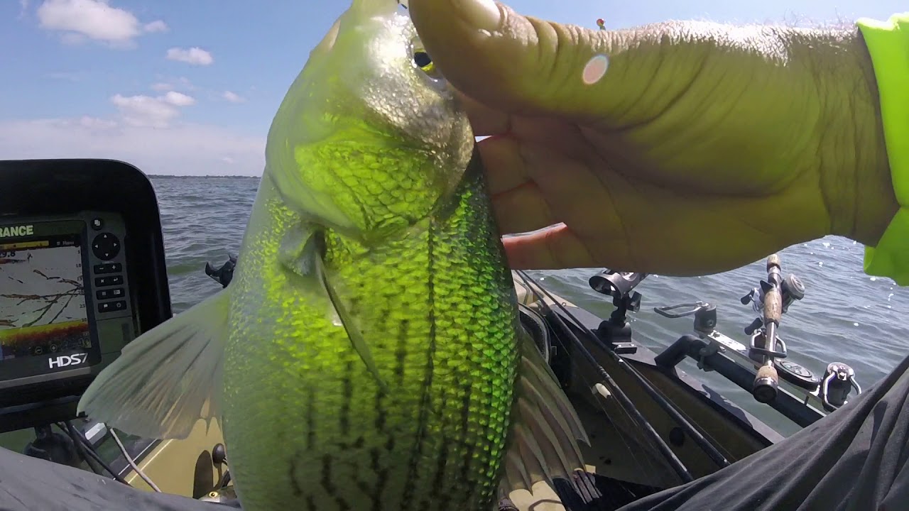 White Bass and Hybrids Vertical Jigging - YouTube