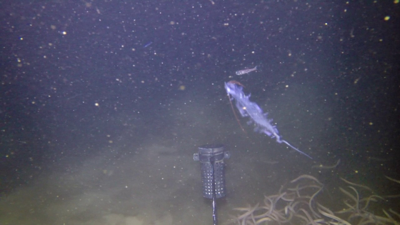 Deep drop GoPro Norway Velvet belly shark eats Hagfish - YouTube