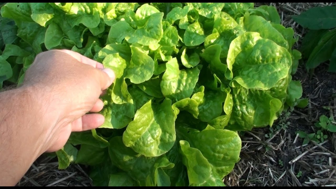 Giant Lettuce Multicrop Raised Garden Beds Peas & Bean Trellis Plus ...
