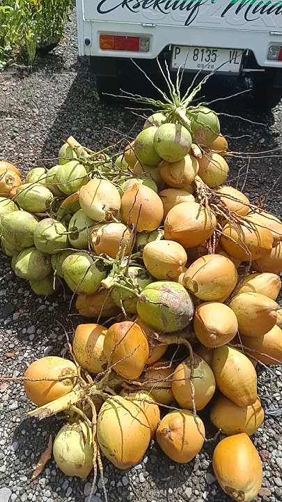 Panen Kelapa Hibrida - YouTube
