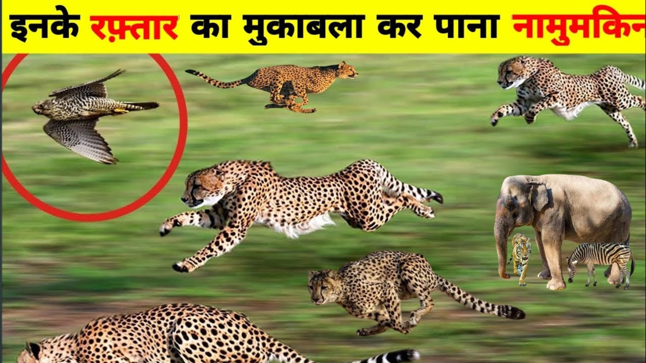 duniya ka sabse tej daudne wala janwar #jungal - YouTube