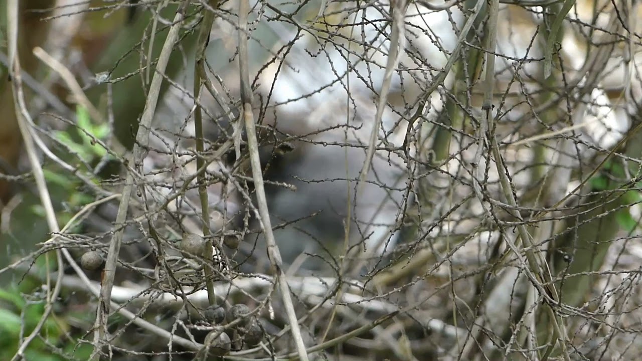 Tricolored Heron chicks in Palm Tree at Gatorland - YouTube