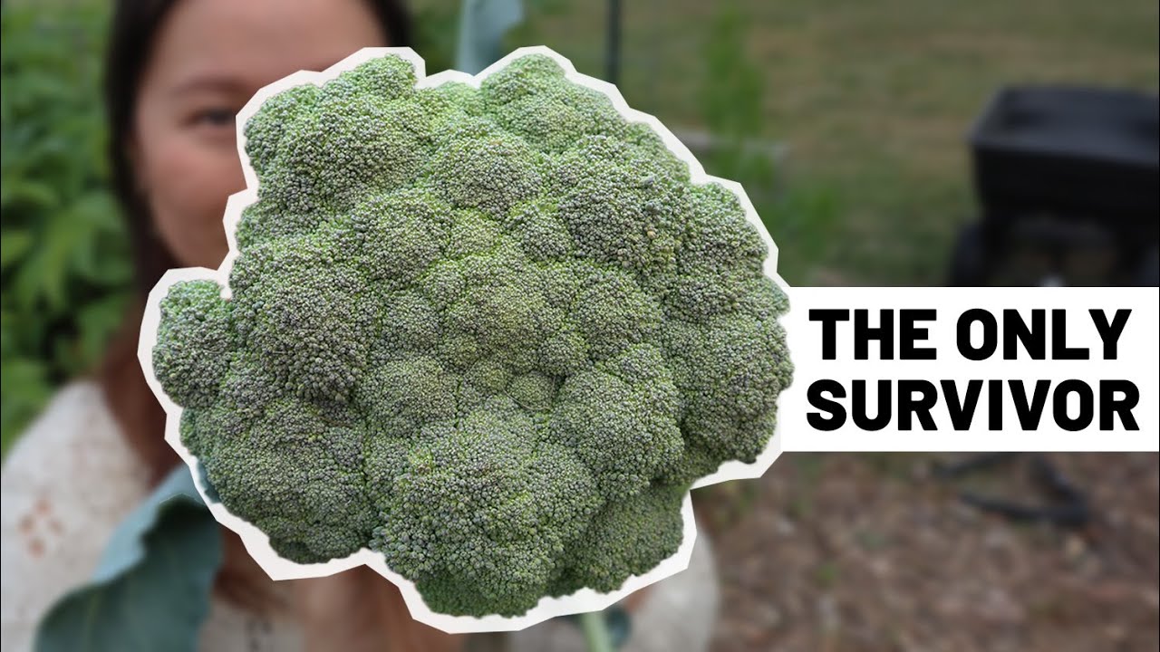 Harvesting + cooking the only surviving broccoli 😭🥦 (but at least it's ...