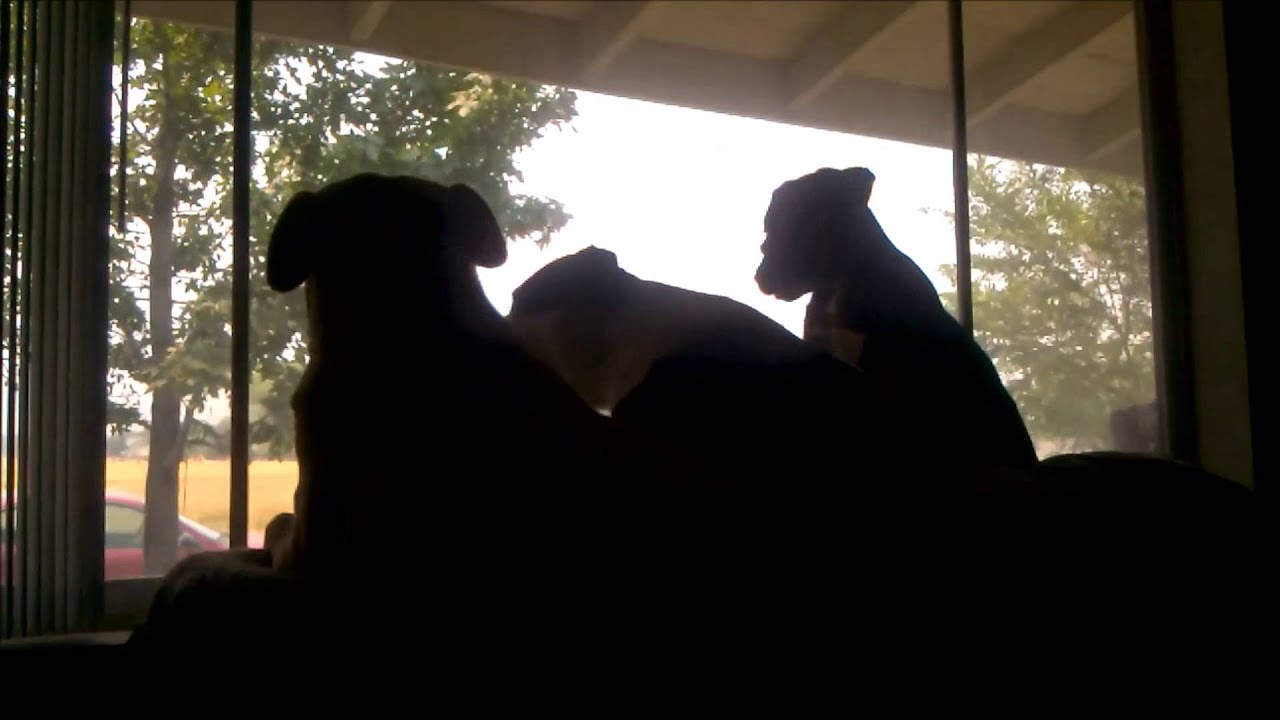 Observant dogs are observant - YouTube