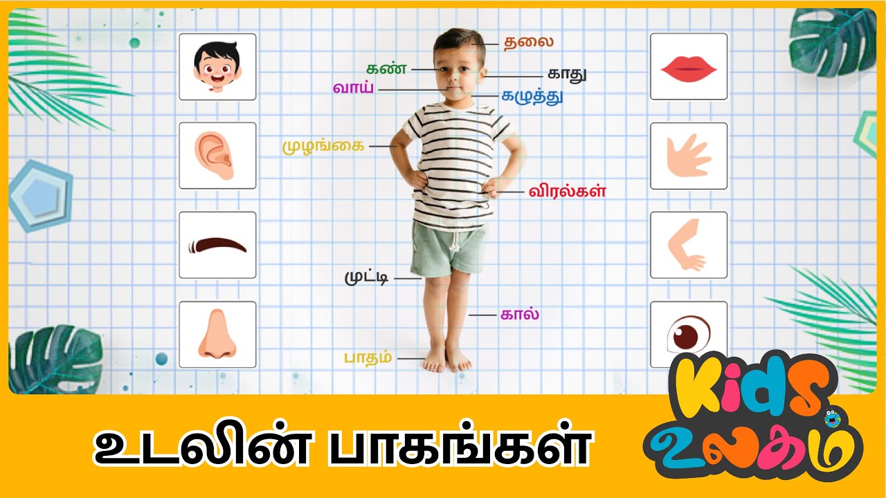 உடலின் பாகங்கள் | Learn parts of the body in Tamil for kids and ...