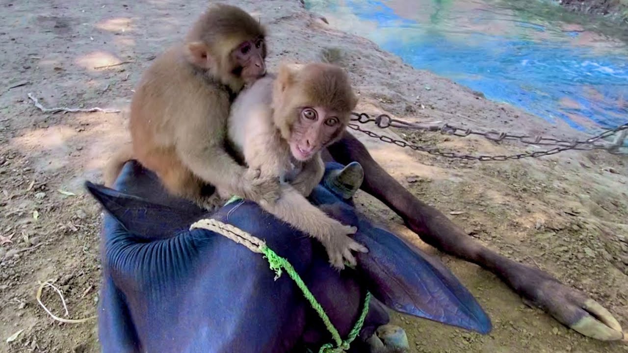 Kata ko monkey ne khoob tang kia - YouTube