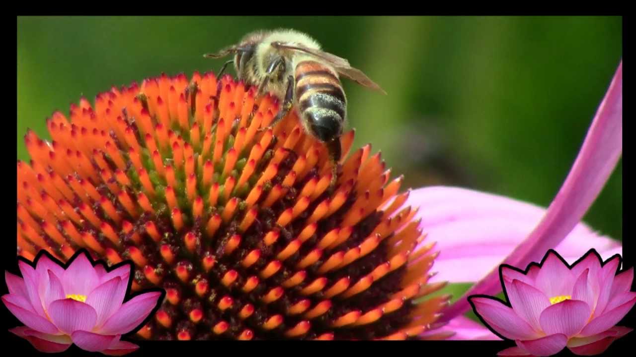 The Bees - YouTube