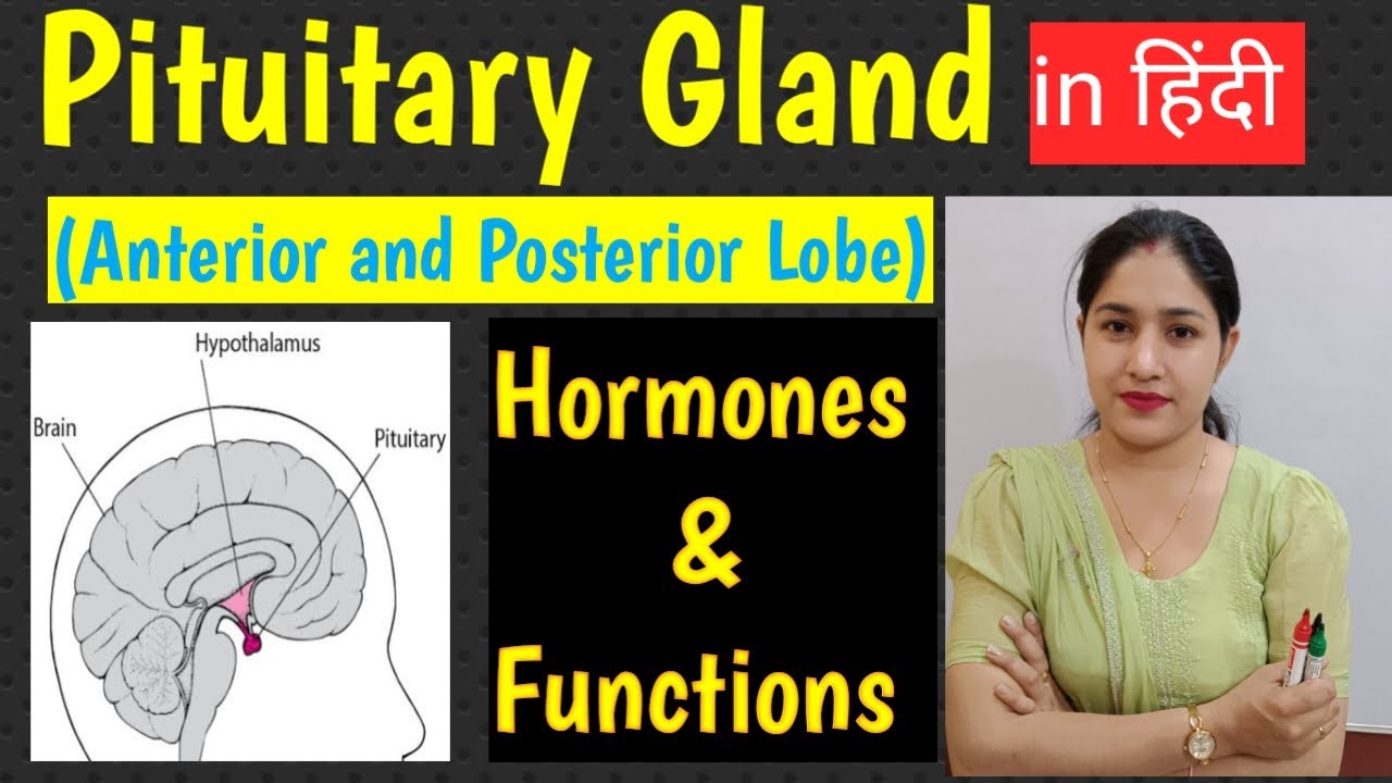 Pituitary gland l Hormones & functions of Pituitary Gland l Master ...