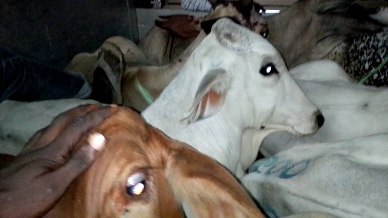 my cattle story adamawa 12 - YouTube