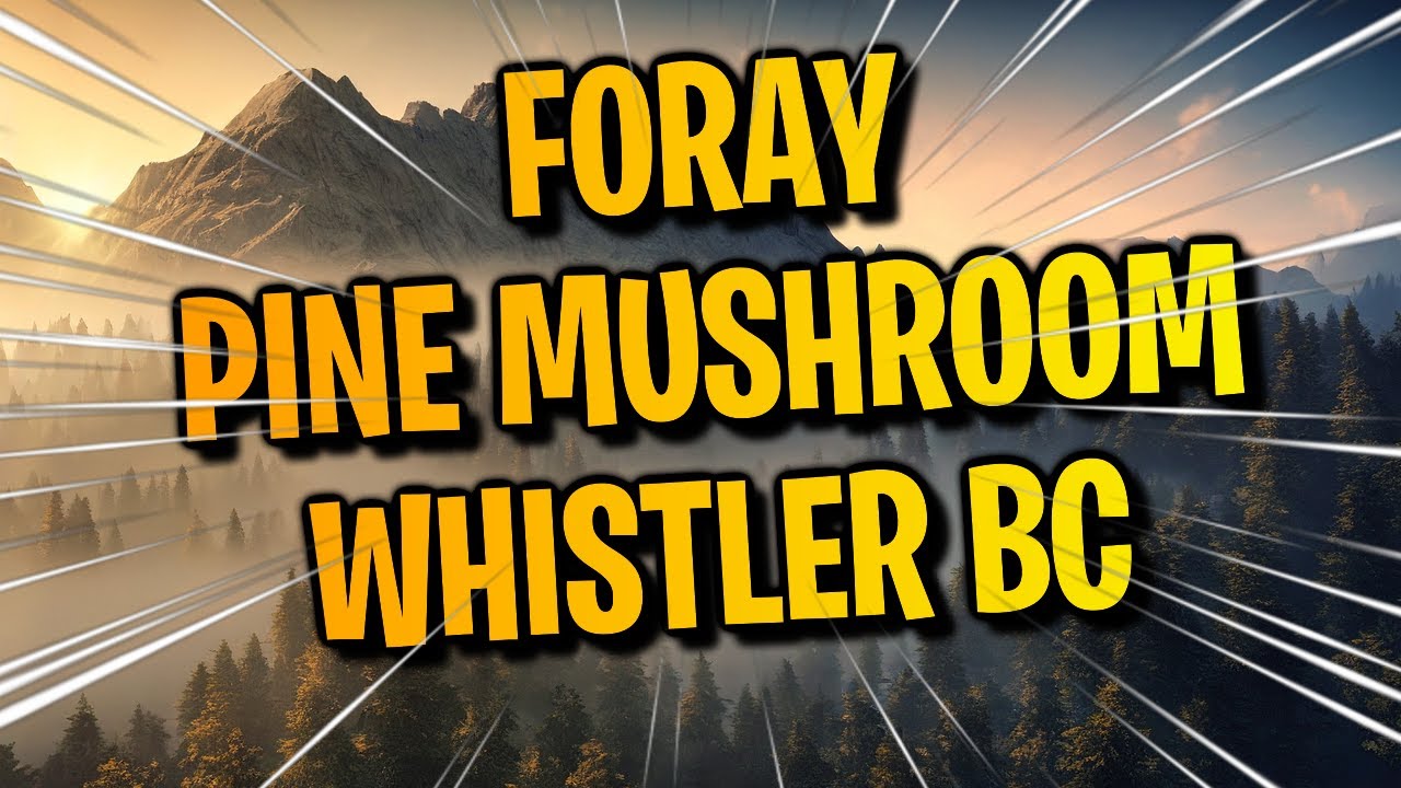 Whistler Pine Mushroom Foray 2024 - YouTube
