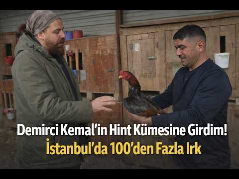 Demirci Kemal’in Hint Kümesine Girdim! İstanbul’da 100’den Fazla Irk #hinthorozu #hinthoroz #horoz