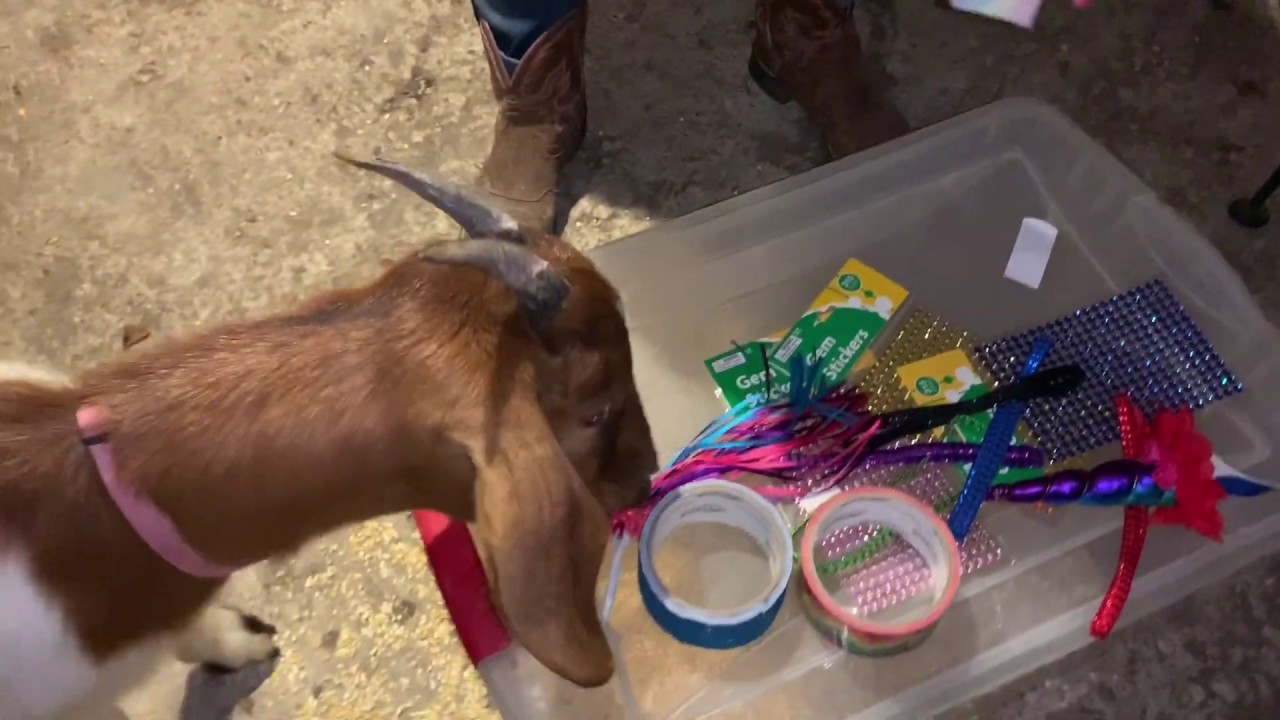 Goat Shaming