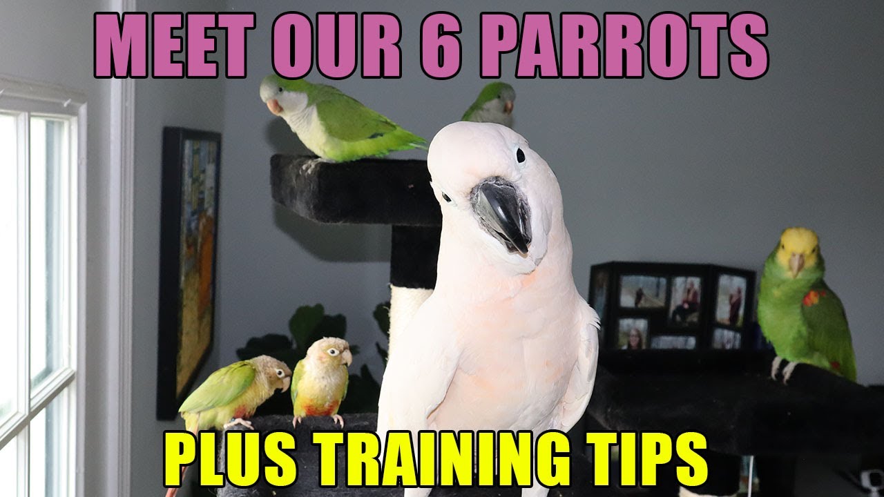 Meet All Of Our Birds (We Have 6 Parrots) Plus Training Tips! - YouTube