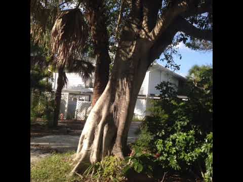 The Ingrafted branch . Romans 11:11 - YouTube