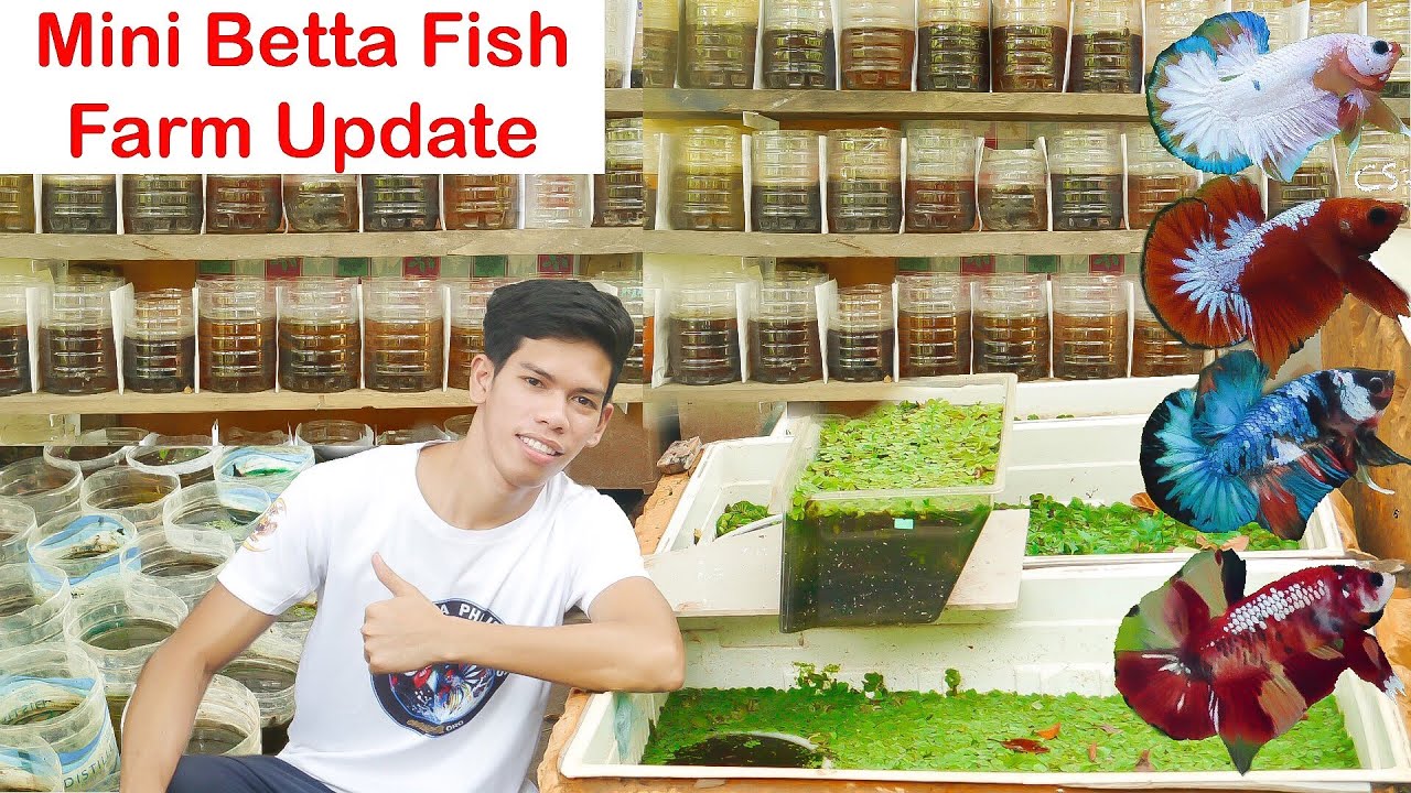 Betta Mini Fish Farm Series #02 - YouTube