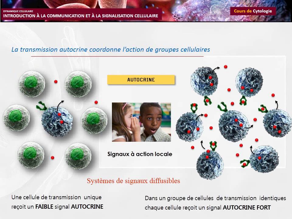 CYTOLOGIE Dynamique & signalisation cellulaire - YouTube
