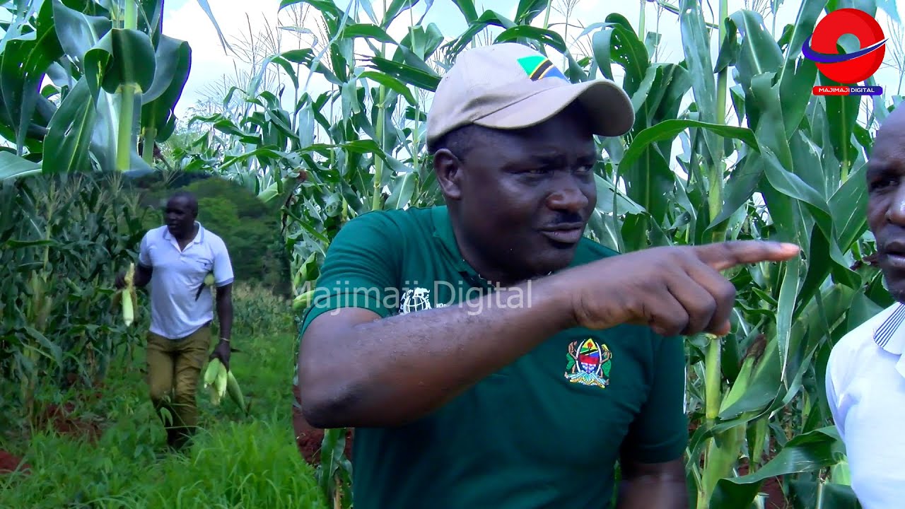 DC NDILE AMVULIA KOFIA MKULIMA HUYU WA KILIMO CHA MAHINDI - YouTube