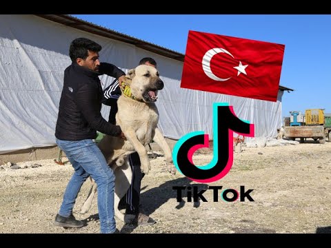 TÜRK ÇOBAN KÖPEĞİ TİK TOK VİDEOLARI SEÇME 2021 EN SALDIRGAN KÖPEK HANGİSİ ?