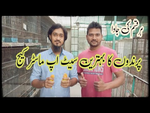 Birds breeding progress setup | Fawn java | white java | Opline lovebird setup #petsvlog - YouTube