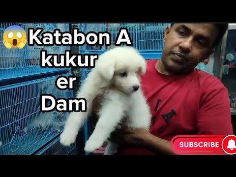 Dog price in Bangladesh | Katabon | Katabon Pet market - YouTube