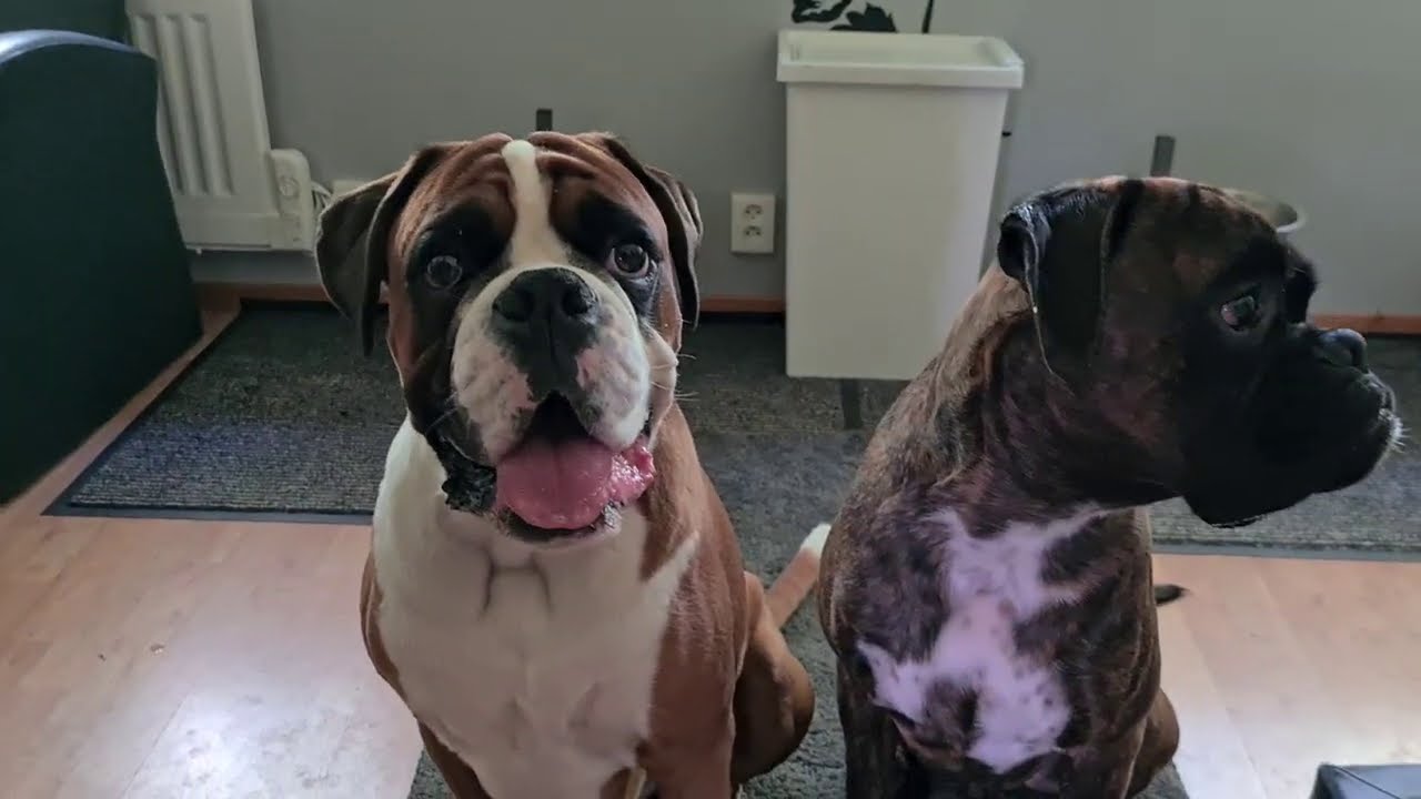 Boxer Rex And Sammie Calendar Update To August 2020 😍😁 - YouTube