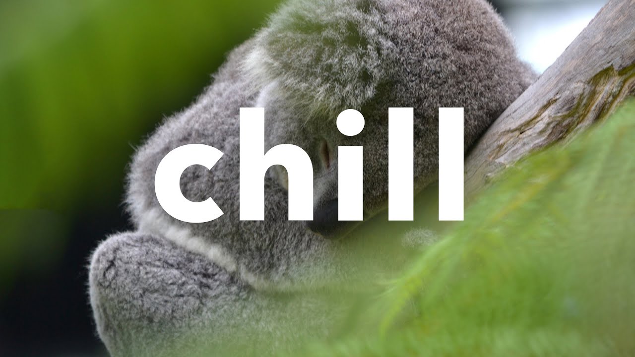 🐨 Chill & Cute No Copyright Free Calm Joy Instrumental Loopable ...