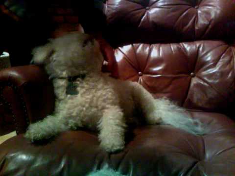 angry bichon - YouTube