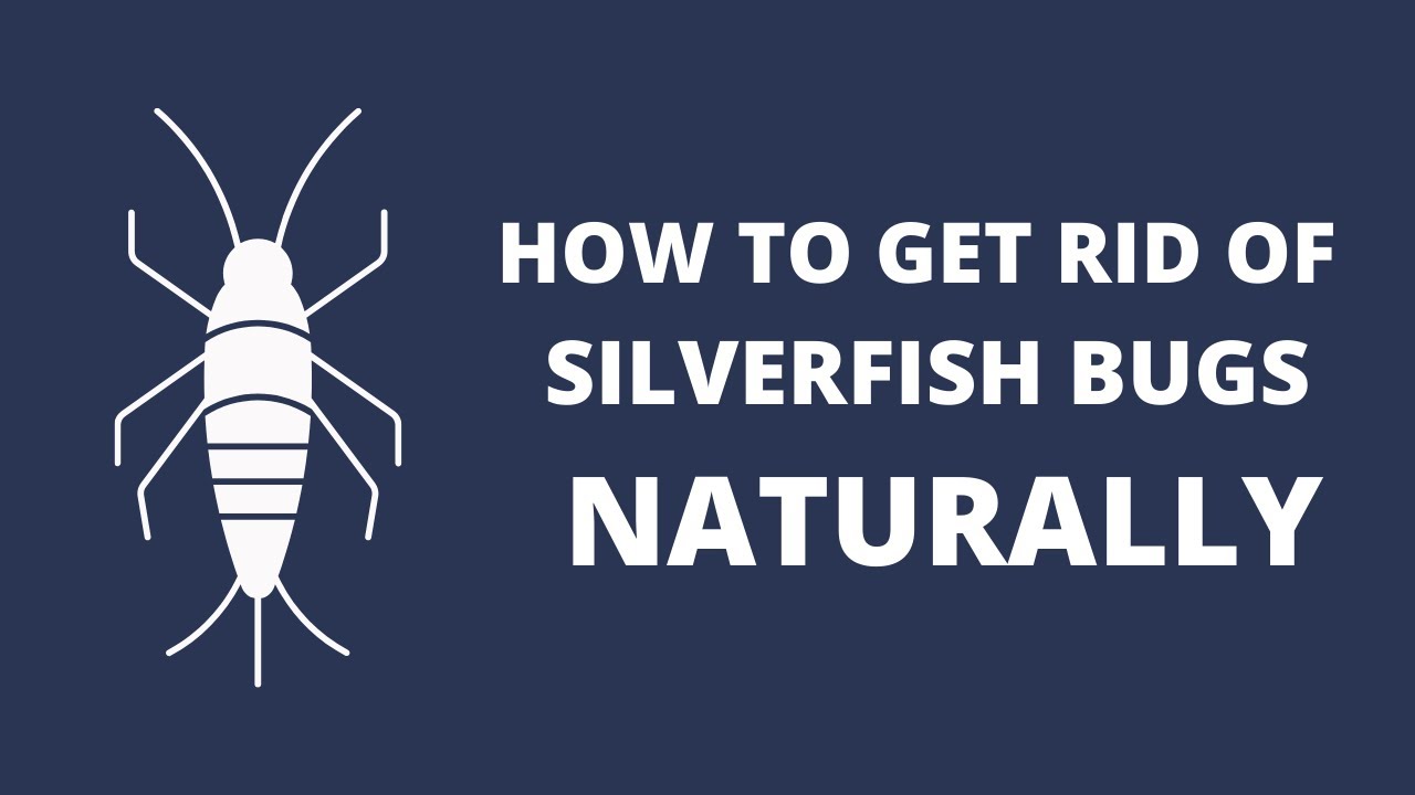 How to get rid of silverfish bugs naturally In your apartment\house ...