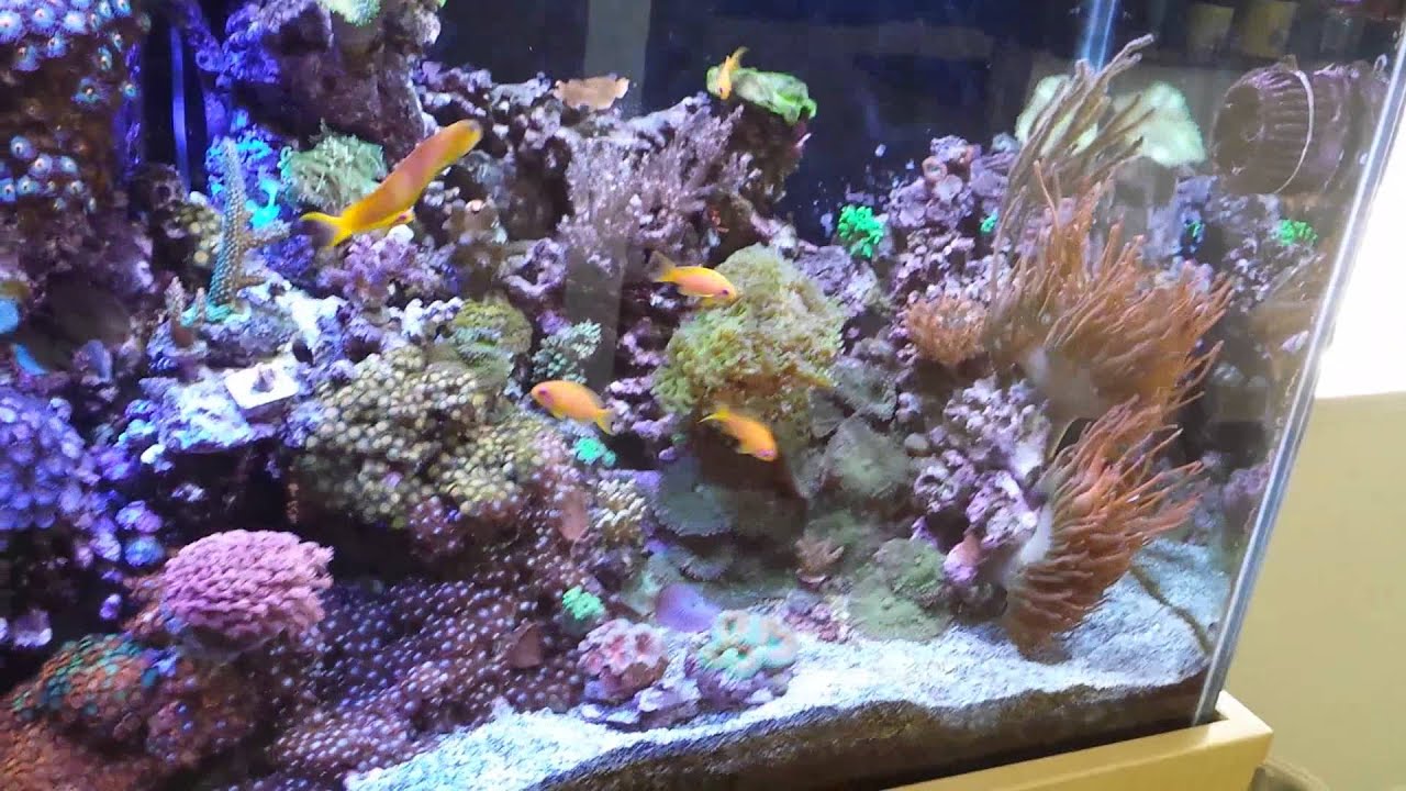 My 120 Saltwater Fish Only Tank/90 gallon reef. - YouTube