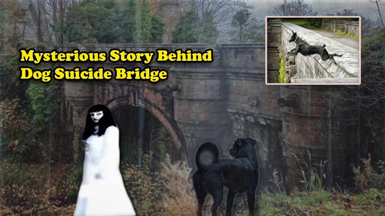 True Mysterious Story of Overtoun Bridge | Real Scotland Haunted Bridge ...