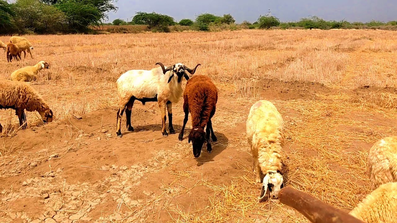 Sheep Full Day Enjoy - YouTube