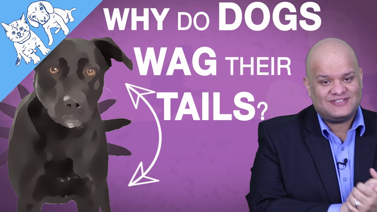 Why Do DOGS Wag Their TAILS YouTube why-do-dogs-wag-their-tails-youtube