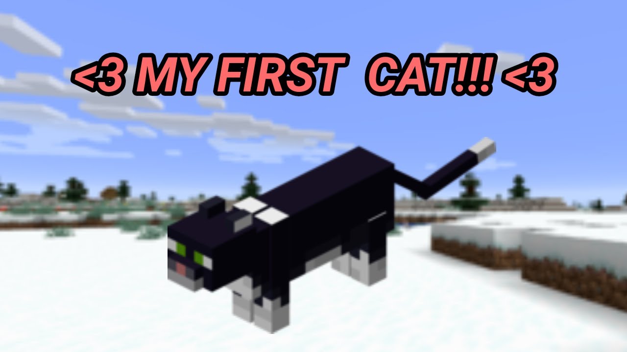 My First Cat!!! Minecraft Survival World Episode 5 - YouTube
