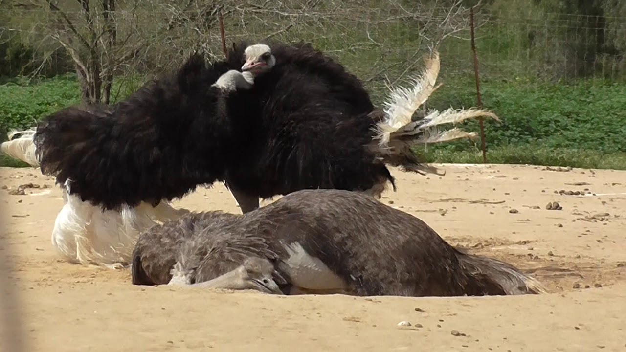 A Pair Of Ostriches Mating Youtube