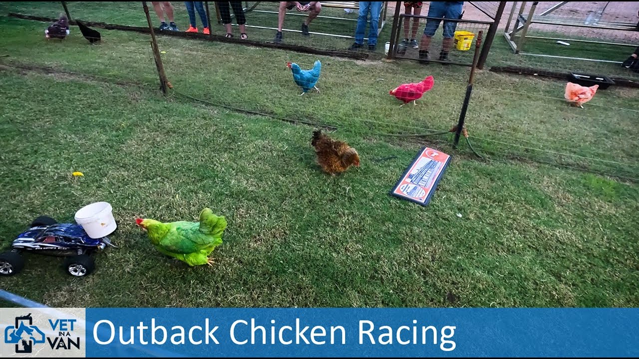 Chicken Races, Rainforest Sky Walks & a flat tyre (again) - Queensland ...