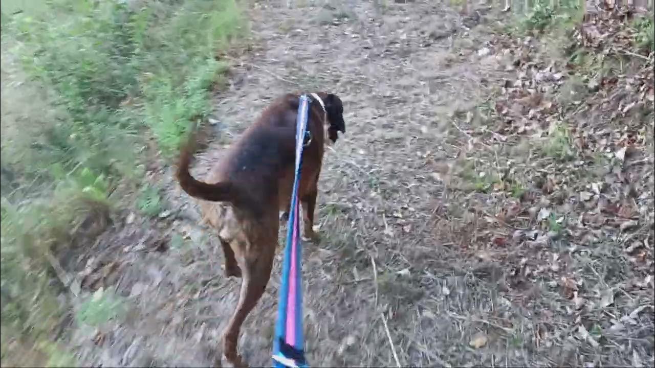 Passeggiando - Boxer dog - 3 anni e 6 mesi. - YouTube
