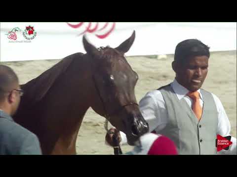 N.141 ZG IKLIL - UAE Nationals 2019 - Fillies (2 Years Section C) (Class 2C)