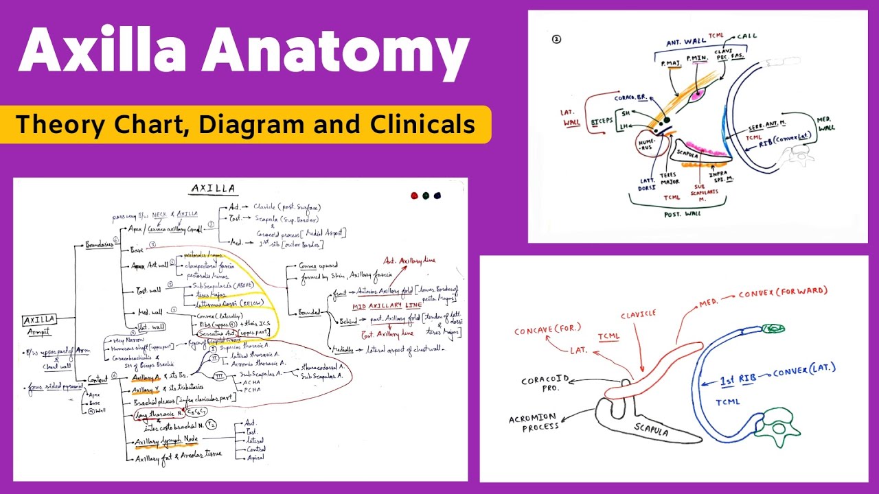 Axilla Anatomy | Part 5 | Posterior and Medial Boundaries Diagram ...