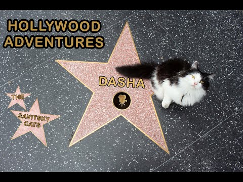 Hollywood adventures of Dasha - The Savitsky Cats