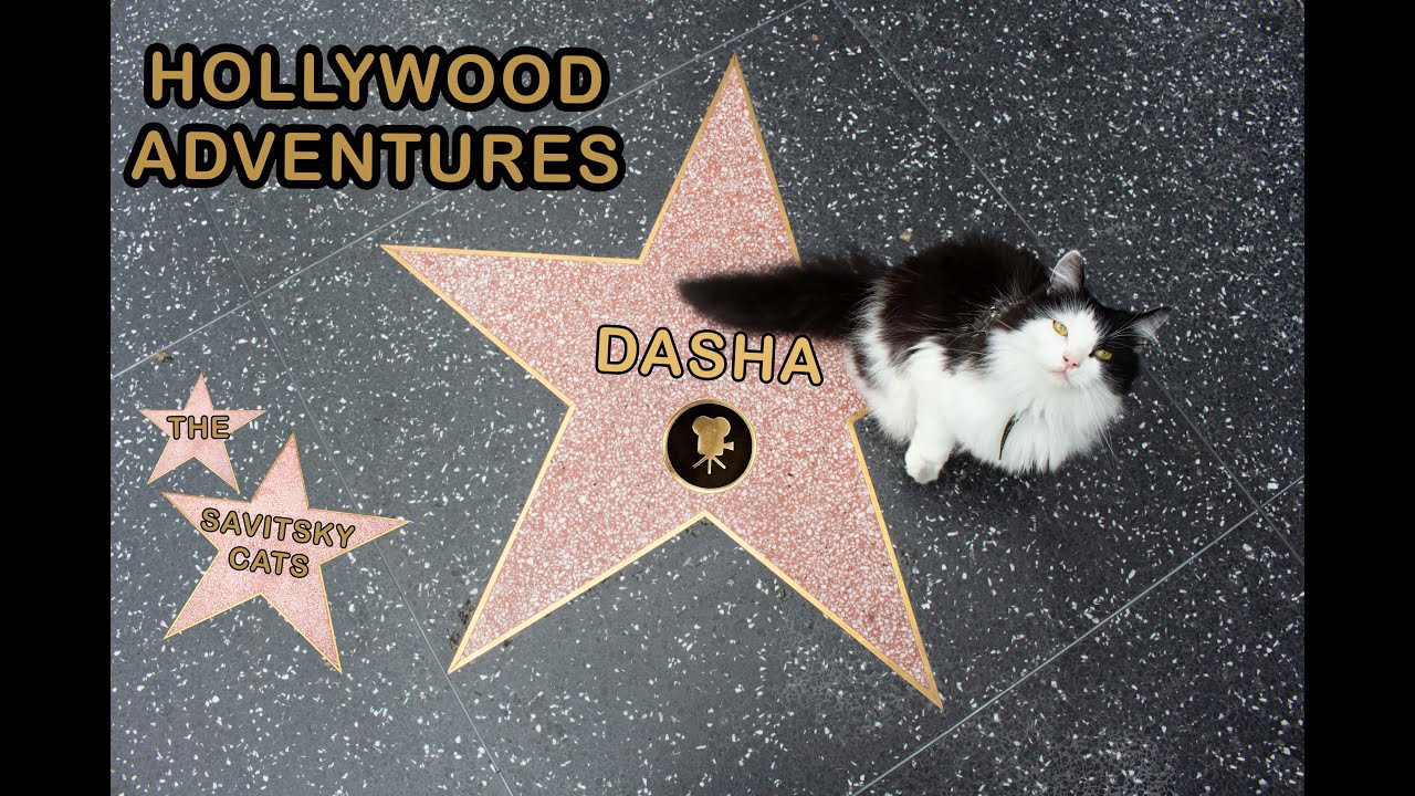 Hollywood adventures of Dasha - The Savitsky Cats - YouTube