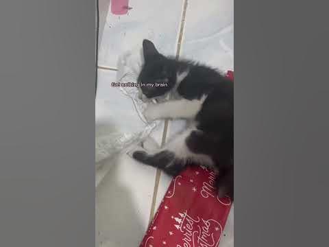 My kitten still figuring out how to kitten 😂😂😂 - YouTube
