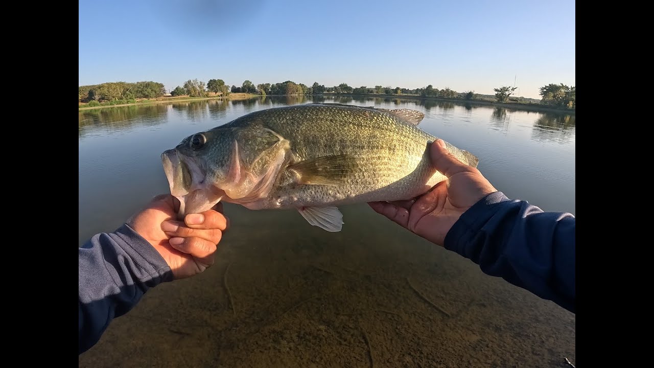 Captura y Libera de Bass(Lubina) con Whopper Plopper... - YouTube